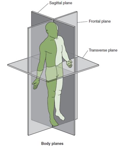 Adult Evaluation Week 4 MMT Flashcards Quizlet
