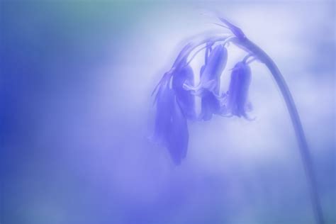 How To Use The Orton Effect Nature Ttl