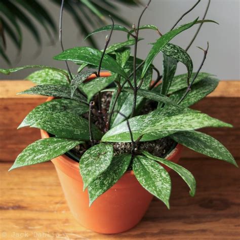 Hoya Pubicalyx Splash Wax Plant 35 Nursery Pot Vibrant Flowering