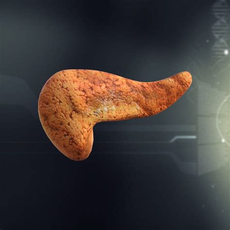 Pancreas 3d Models Download Free3d