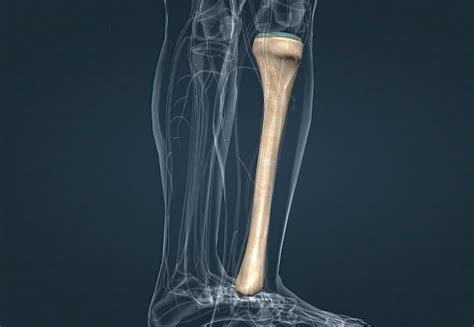 Na Anatomia Humana A Tíbia é O Segundo Maior Osso Depois Do Fêmur Foto Premium