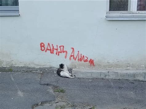 вандализм надпись на стене котэ прикольные картинки с кошками смешные картинки и