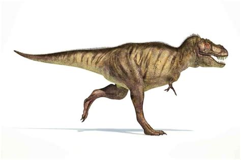 How Fast Can A Tyrannosaurus Rex Run What We Know From Fossils Adventure Dinosaurs