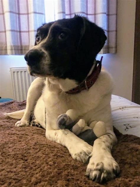 Solve Penny Jigsaw Puzzle Online With Pieces