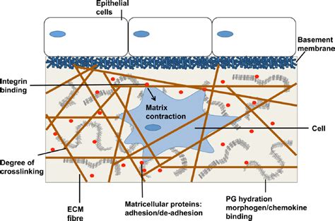 The Extracellular Matrix Structure Composition Age Related