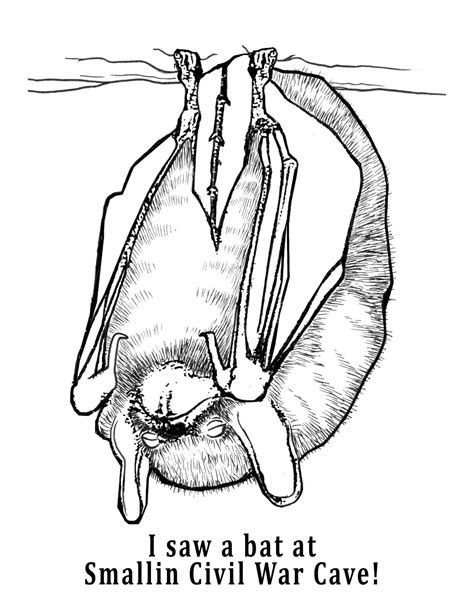 Hanging Bat Coloring Page Coloring Pages