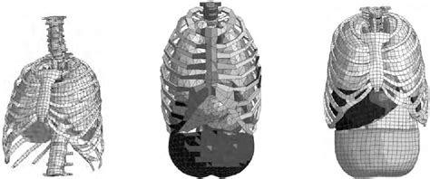 Figure 1 From Human Body Finite Element Model As An Instrument For The