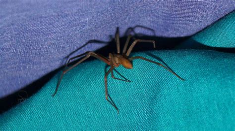 Download Up Close Image Of A Brown Recluse Spider On A Web Wallpaper