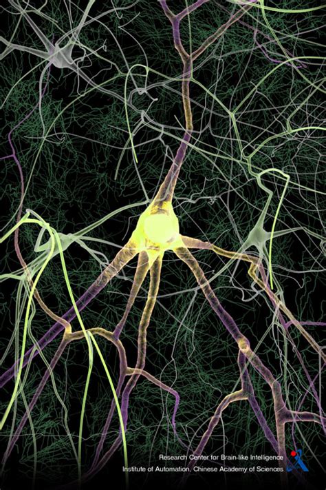 Realistic Neuron Modeling Finished Work Odforum
