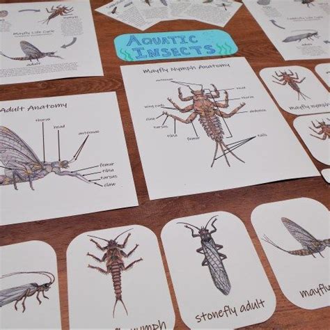 Common Aquatic Insects And Bioindicators Aquatic Insects Aquatic Insects