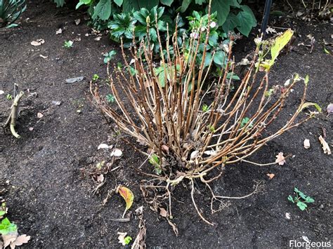 When And How To Prune Hydrangeas Florgeous