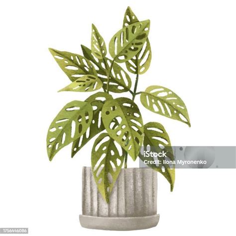 열대 몬스테라 원숭이 Adansonii 화분에 관엽 식물 홈 플라워 실내 식물이 있는 고립된 그림입니다 아늑한 숙소 수채화에 대한 스톡 벡터 아트 및 기타 이미지 Istock