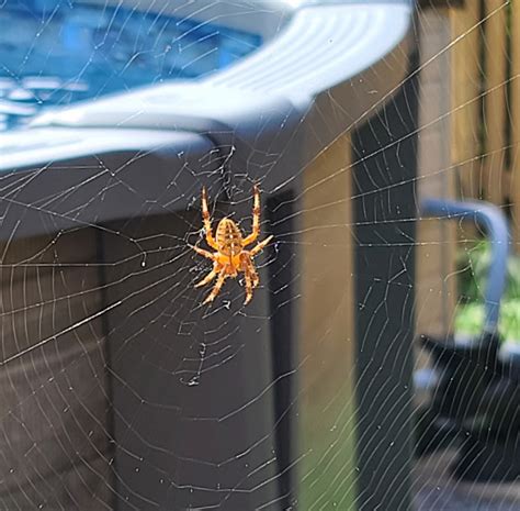 Cross Orb Weaver Pest Control Canada