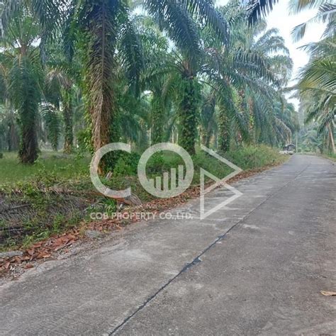 ขายที่ดิน สวนปาล์ม นาทุ่ง จังหวัดชุมพร ในราคาเพียง 3 6 ล้านบาท Ennxo