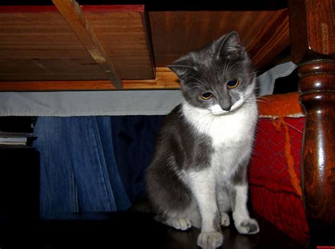 My Pussy Under The Table Cute Cats Hq Pictures Of Cute Cats And