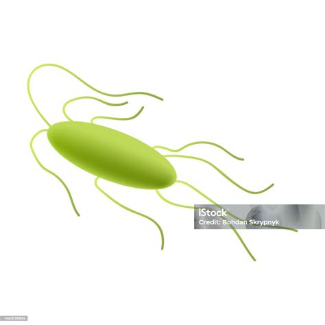 바이러스 세균 및 박테리아 미생물 유형 질병 또는 질병 현미경 세포 및 감염 미생물 및 항체 헬리코박터 파일로리에 대한 스톡 벡터 아트 및 기타 이미지 Istock