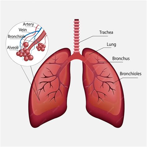 Premium Vector 3d Vector Human Respiratory System Lungs Alveoli