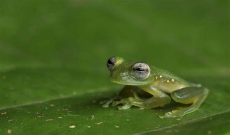 Scientists See Through Glass Frogs Translucent Camouflage Brighter World