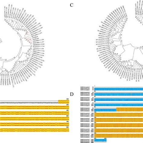 Phylogenetic Tree And Base Sequence Alignment A Phylogenetic