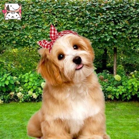 Mua Th C N H T Cho Ch Con Classic Pets V S A H T Kh G I G O Ch M O Gi R Nh T