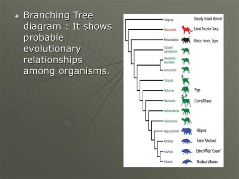 Ppt 75 Branching Trees Powerpoint Presentation Free Download Id