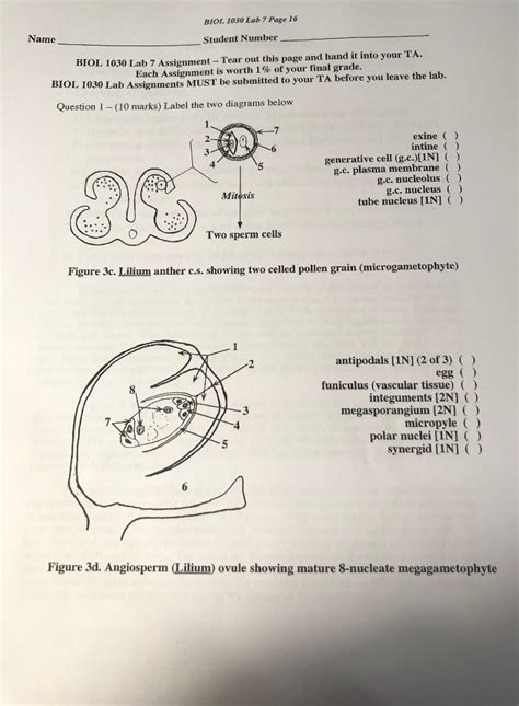 Solved Biol 1030 Lab 7 Page 16 Name Student Number Biol 1030