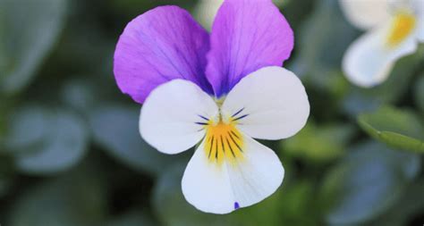 ビオラの育て方とは長く咲かせるためのコツについても解説します 植物の暮らしサポートマガジン PLANTEプランテ