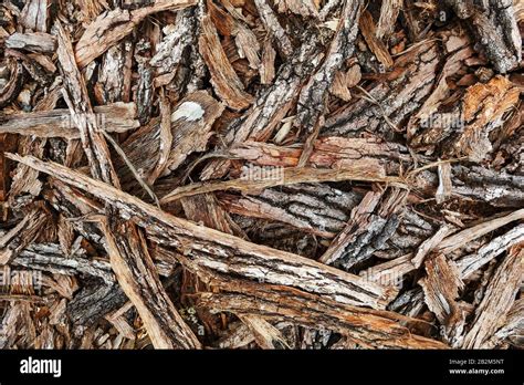 Chips Of Tree Bark On The Ground Sawmill Ecological Background Full