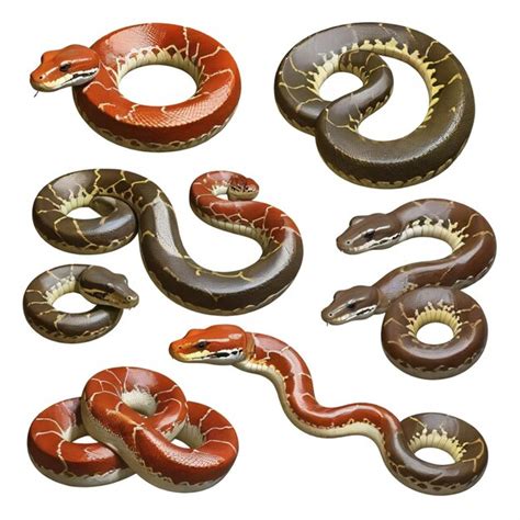 Python Vector Set White Background Isolated A High Quality Premium Ai Generated Vector