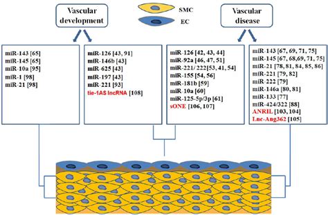 Role Of Non Coding Rnas In Vascular Development And Disease Download