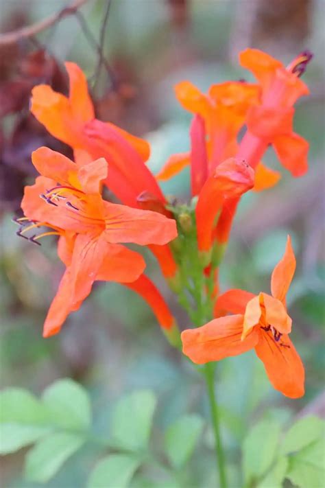 21 Must Have Spectacular Orange Flowering Trees That Impress