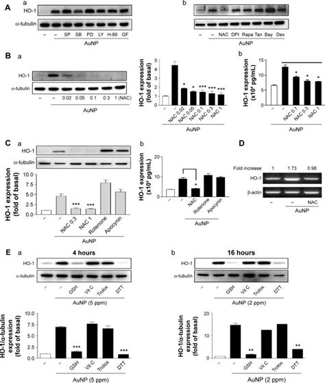 Effects Of Nac On Nrf2 Translocation And Nrf2 Kd On Ho 1 Expression