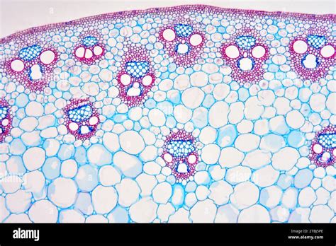 Xylem And Phloem Microscope Hd