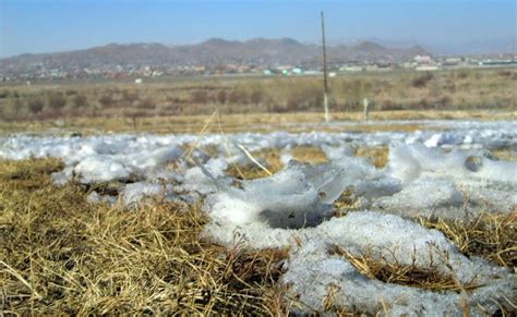 Нийслэлийн ногоон бүсэд хуурайшилт их байна