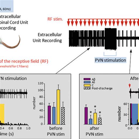 Representative Example Of A Single Unit Extracellular Recording Of Wide Download Scientific
