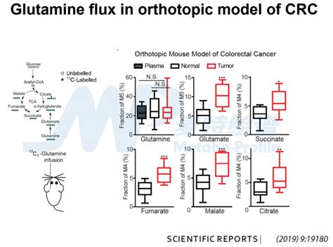 公开课回顾 谷氨酰胺代谢流在结肠癌研究中的应用 肿瘤细胞 氨基酸代谢 非靶向代谢 脂质 多组学代谢流检测分析 脂肪酸定量 肠道微生物菌群检测 麦特绘谱