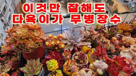 물을 먹고 다육이 뿌리가 녹는 이유 다육이를 잘 키울려면 흙이 중요해요 다육이키우기 다육이흙 다육이분갈이 다육이물주기 Succulent 多肉植物 Youtube