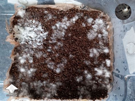 Green Mold Trichoderma Photos By Mycelia P Shroomok