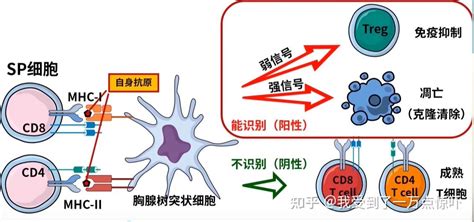 免疫耐受形成条件和机制 知乎