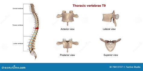 Thoracic Vertebrae T5 Royalty Free Stock Image 78412606