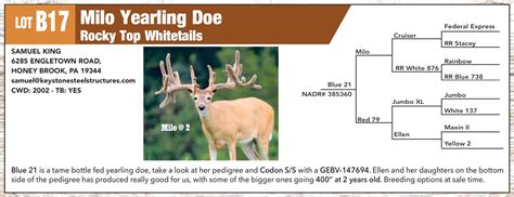 Lot B Pennsylvania Deer Farmers Association Pa Eastern Fall Classic Stocker Buck Auction
