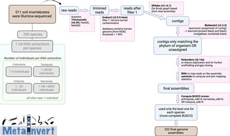 Overview Of The Bioinformatic Pipeline For Genome Assembly And Quality Download Scientific