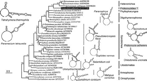 A Bayesian Tree Constructed Based On Alignment Of Internal Transcribed Download Scientific