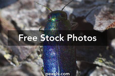 Emerald Ash Borer Photos Download The Best Free Emerald Ash Borer