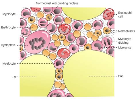 Bone Marrow Facts Functions And Transplants Owlcation