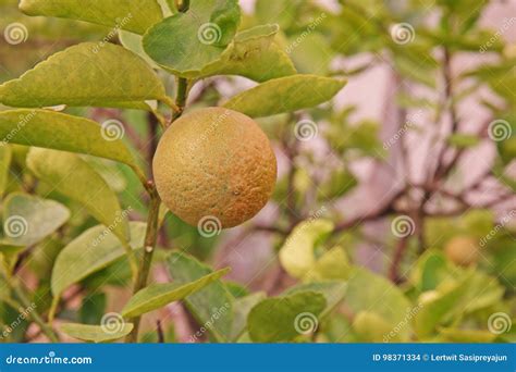 Citrus Rust Mite On Lime Fruit Cause Damage Of Fruit Stock Photo Image Of Flower Bloom 98371334