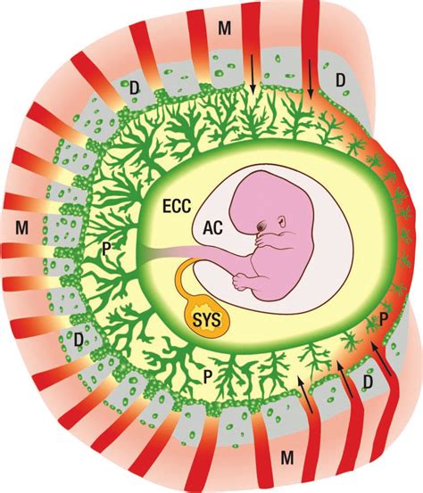 Amniotic Sac Diagram