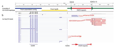 Sequencing 101 Whats The Value Of Sequencing Full Length Rna Transcripts Pacbio