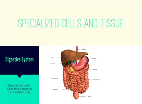 Digestive System Tissues