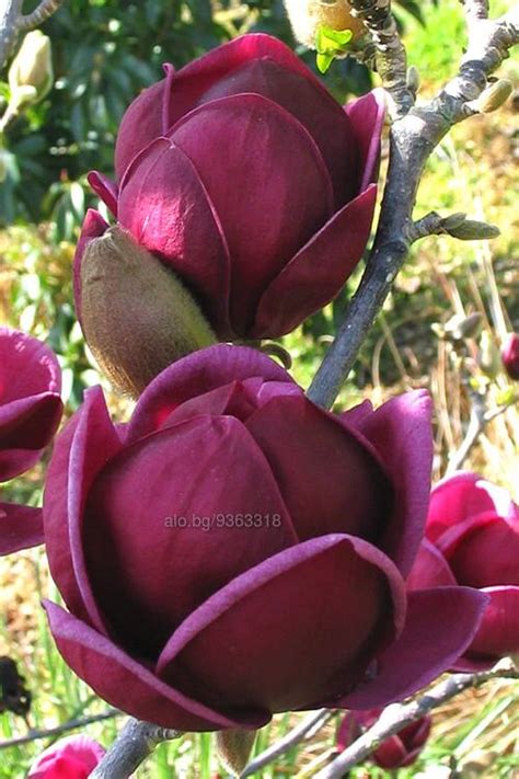 Магнолия Джени-(Magnolia genie) | Цветя, декоративни растения | Велико ...